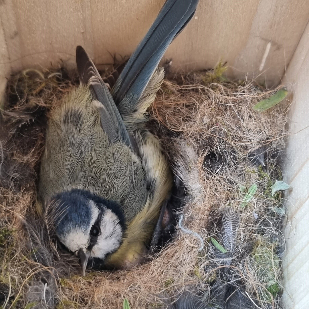 Customer Gallery – The Birdbox Company