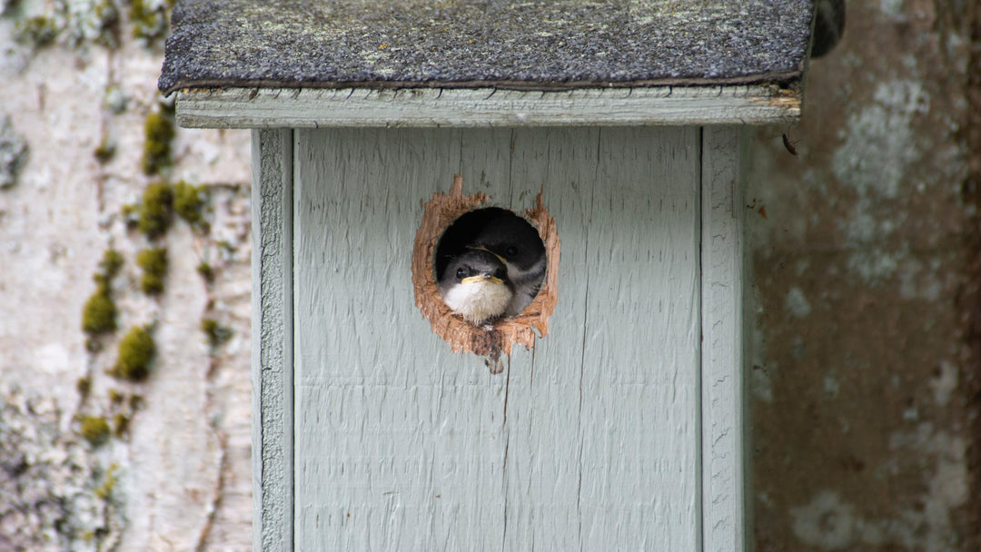 Customer Gallery – The Birdbox Company